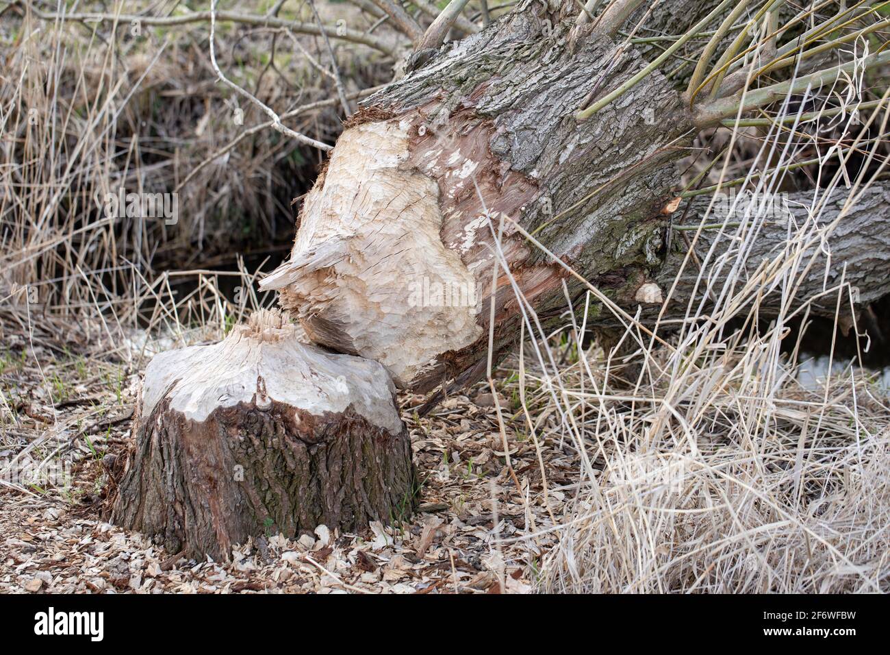 Cut down trees with their teeth hi-res stock photography and images - Alamy