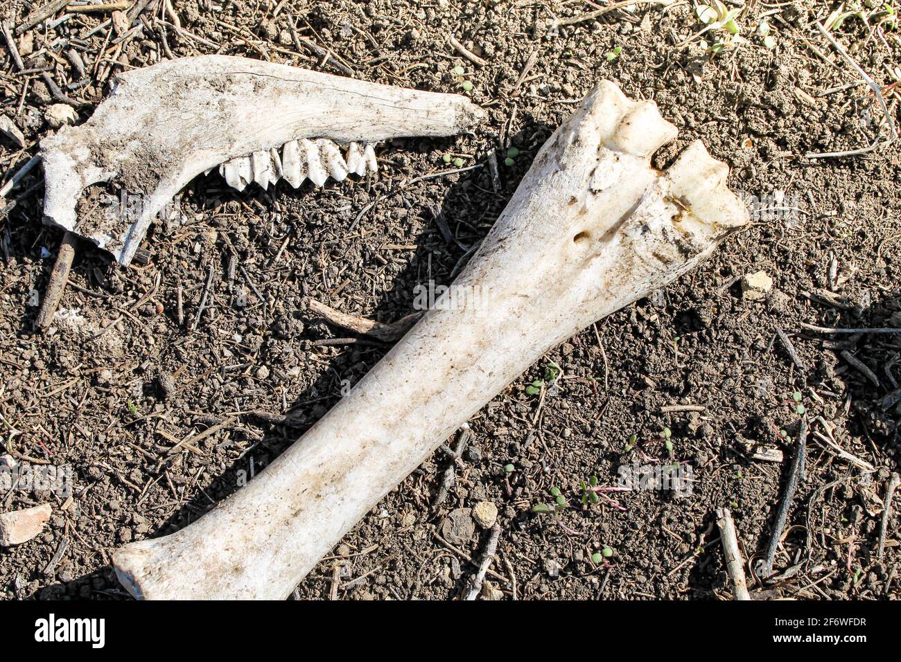 Bones in the grass. Fossil animals during excavations. Dinosaur and ...