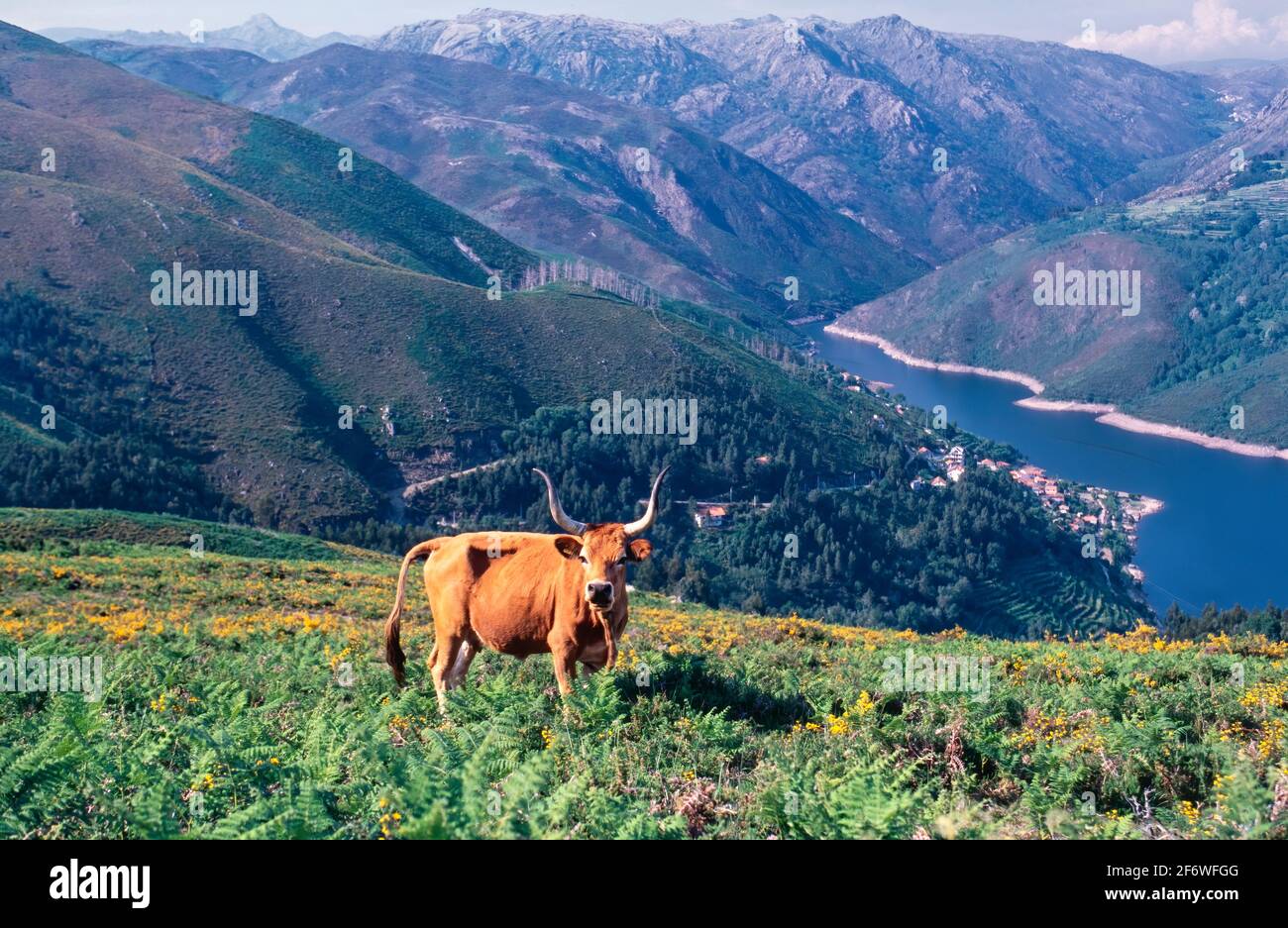 Cow Portugal High Resolution Stock Photography and Images - Alamy