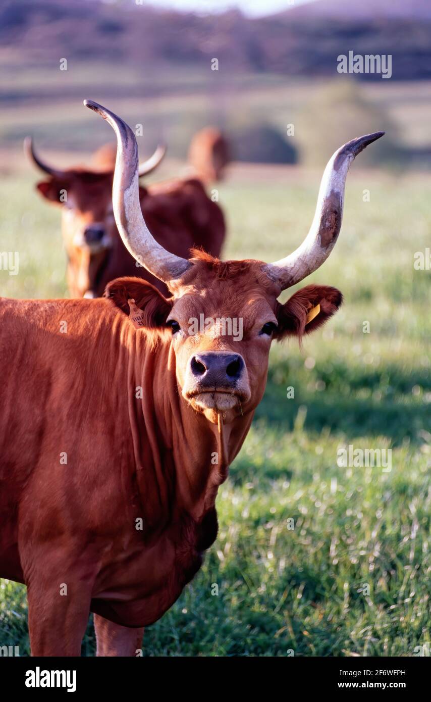 Cow Portugal High Resolution Stock Photography and Images - Alamy
