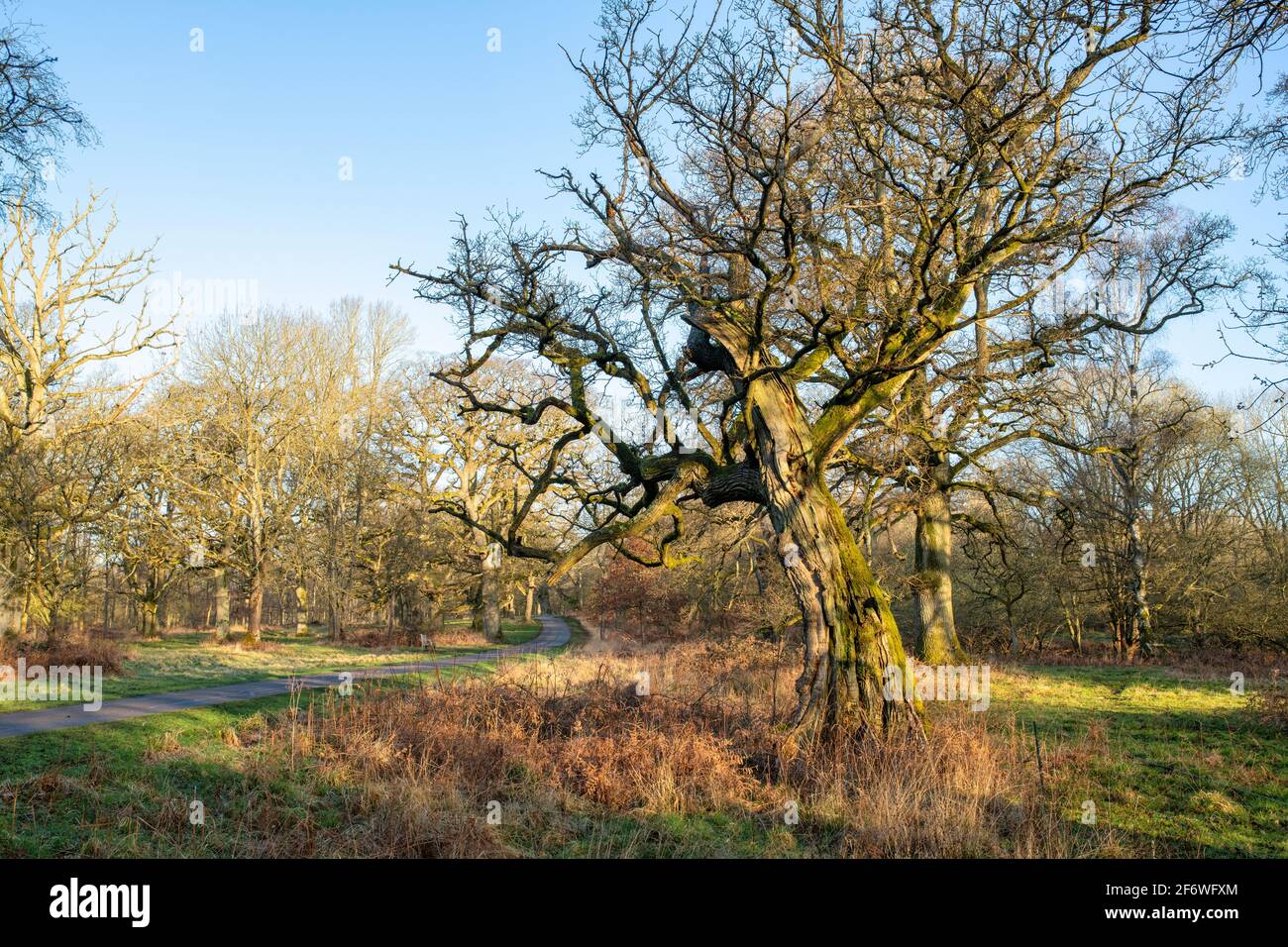 Old oak trees in the early morning. Blenheim palace park. Woodstock ...