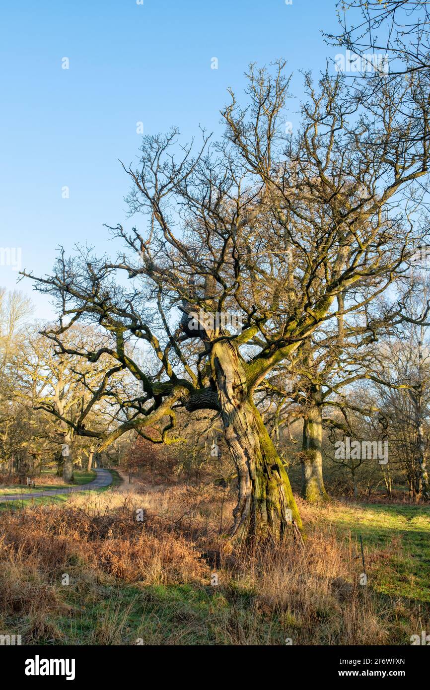 Old oak trees in the early morning. Blenheim palace park. Woodstock ...