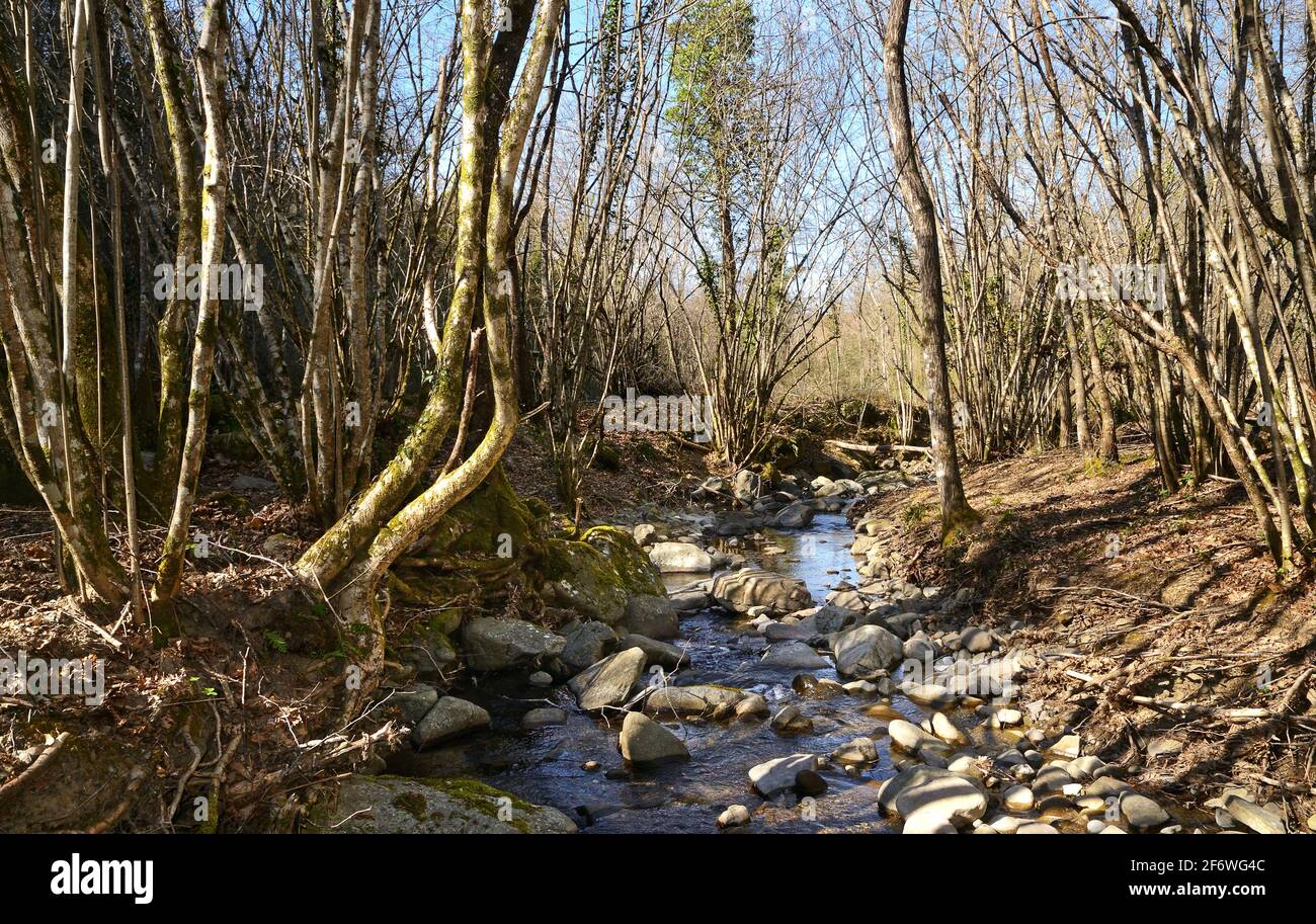 Small and narrow stream flowing throught the dense forest on early ...