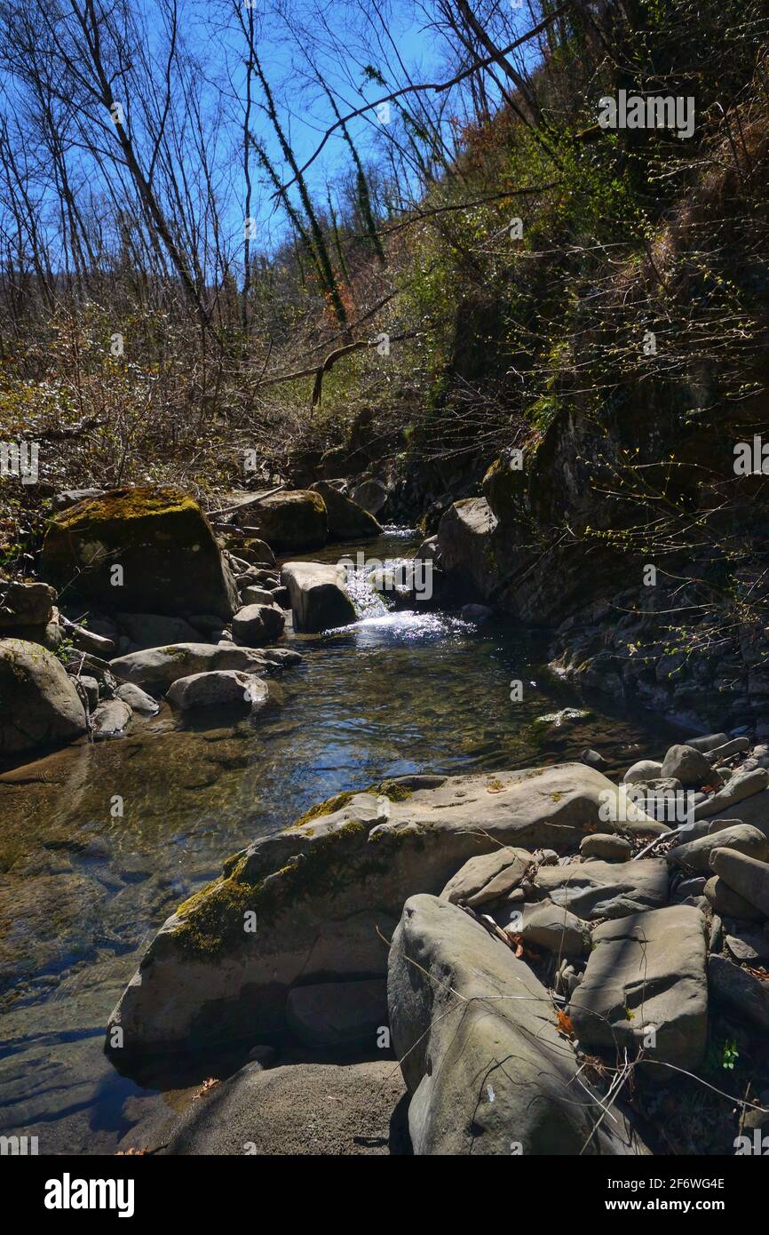 Small and narrow stream flowing throught the dense forest on early ...
