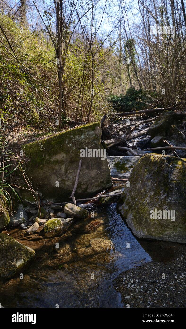 Small and narrow stream flowing throught the dense forest on early ...