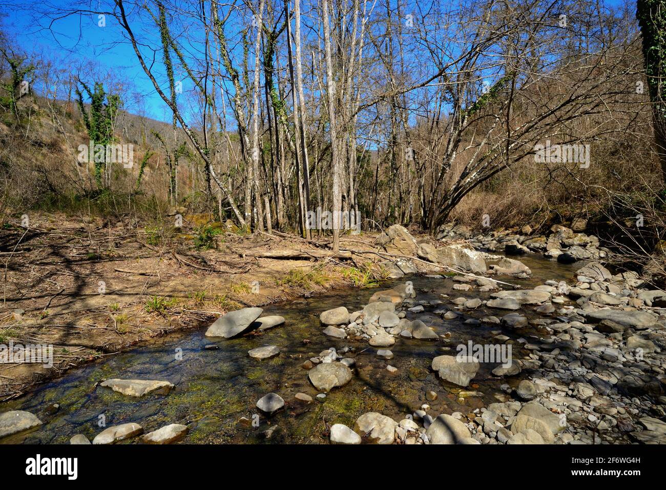 Small and narrow stream flowing throught the dense forest on early ...
