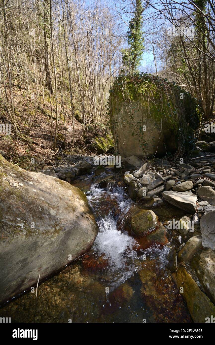 Small and narrow stream flowing throught the dense forest on early ...