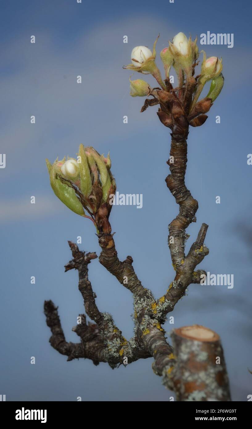 Flower apple pear tree hi-res stock photography and images - Alamy