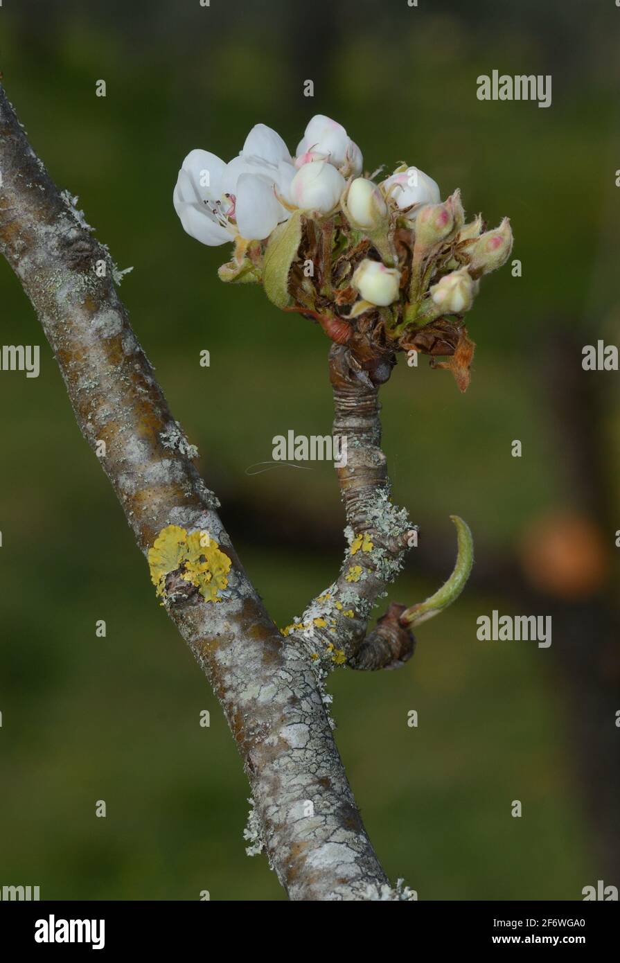 Flower apple pear tree hi-res stock photography and images - Alamy