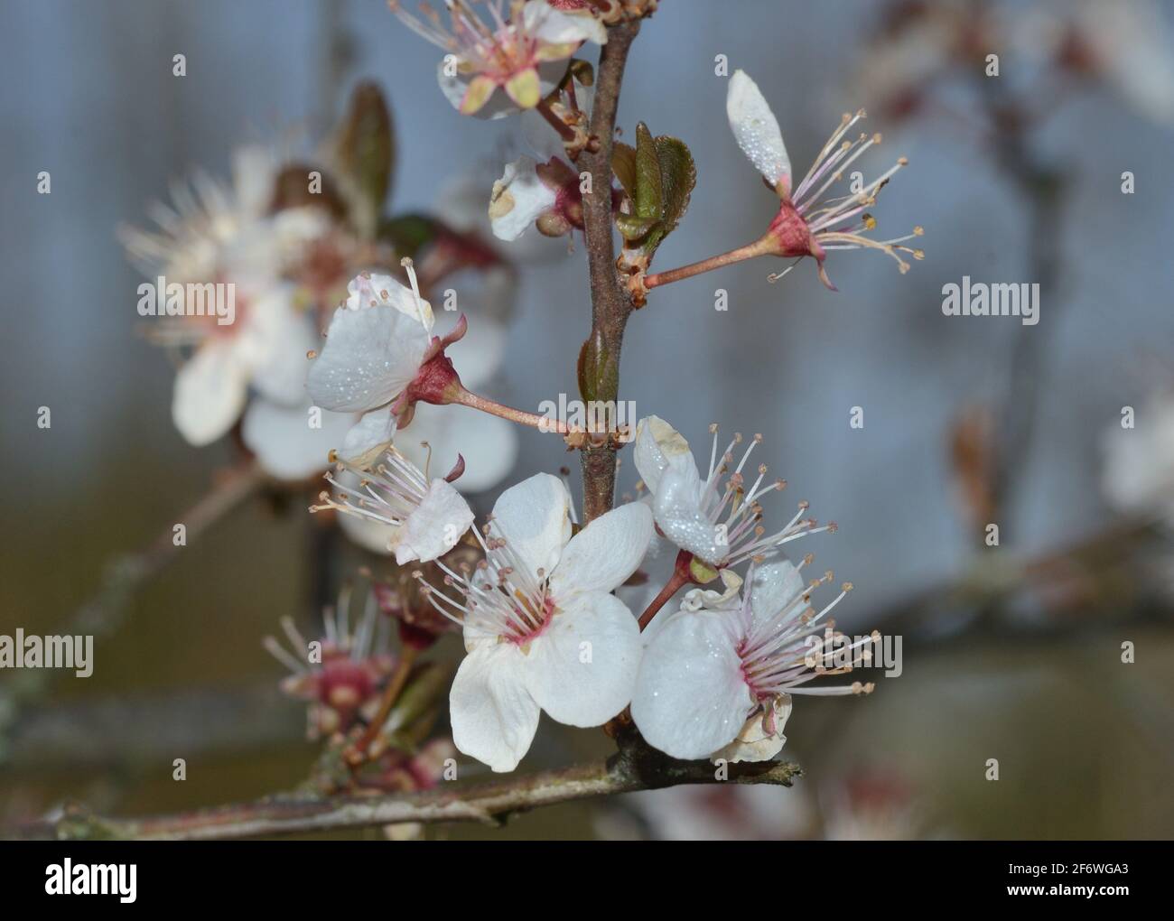 Flowers of a wild plum tree in early spring, Prunus cerasifera Stock ...