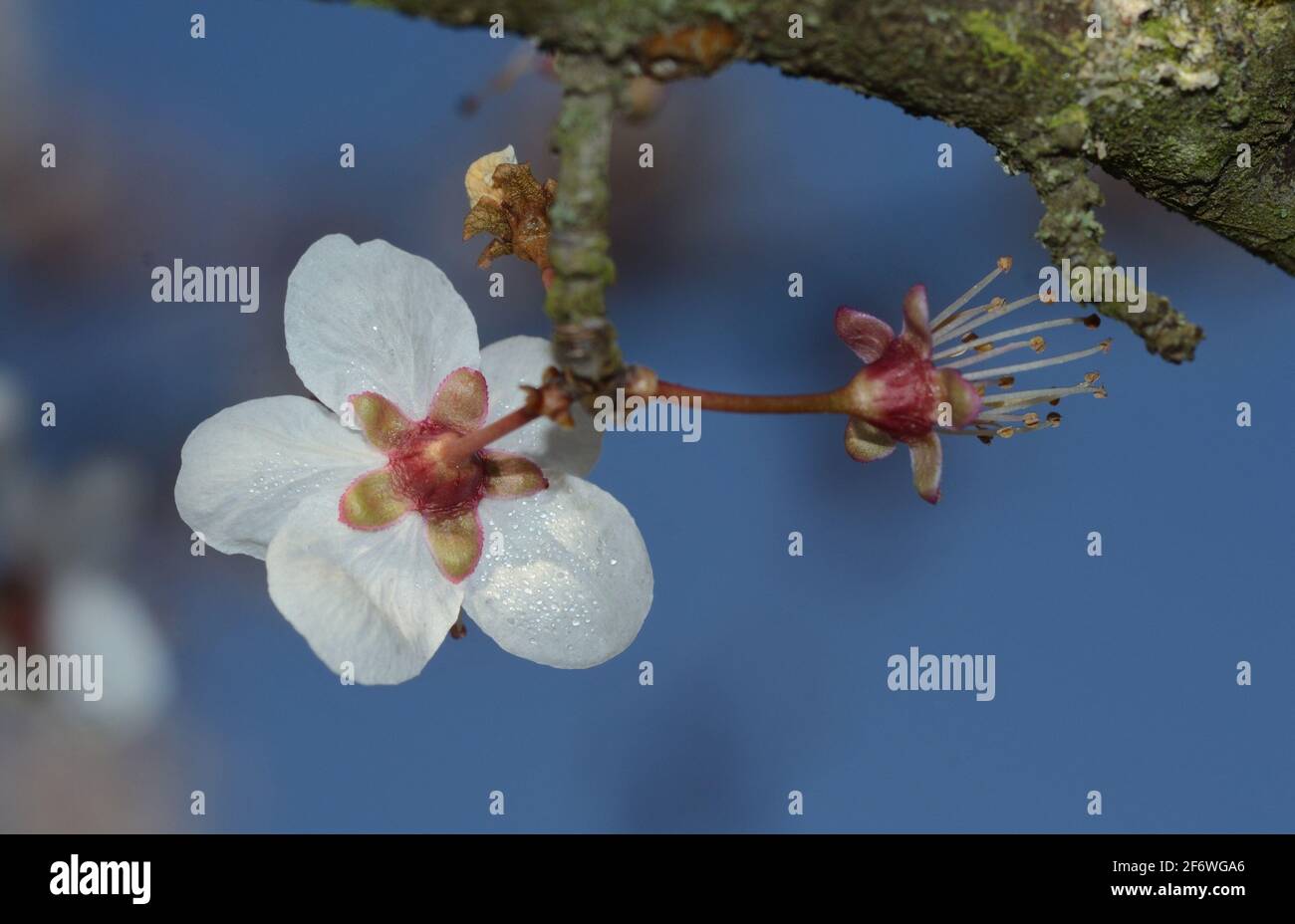 Flowers of a wild plum tree in early spring, Prunus cerasifera Stock ...