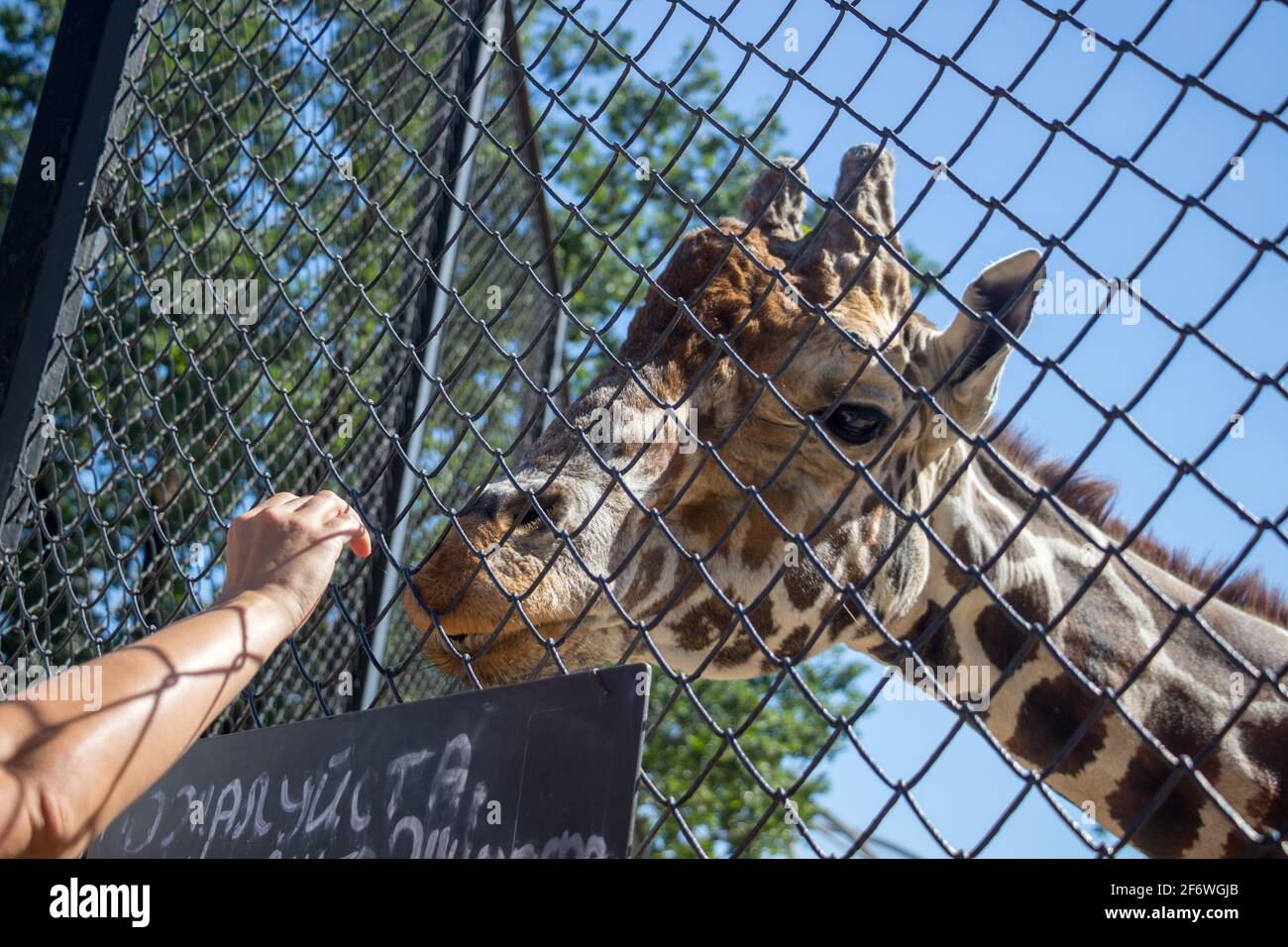 Animals in zoo. Feeding a giraffe Stock Photo - Alamy