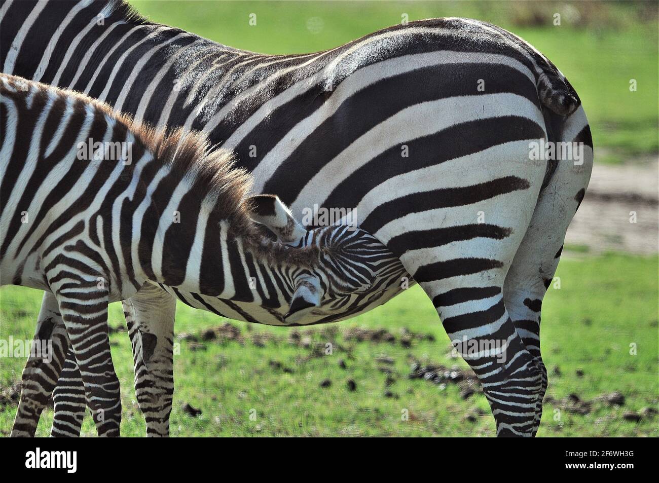 Zebra calf (Equus quagga) in the African reserve of Sigean-France Stock Photo - Alamy