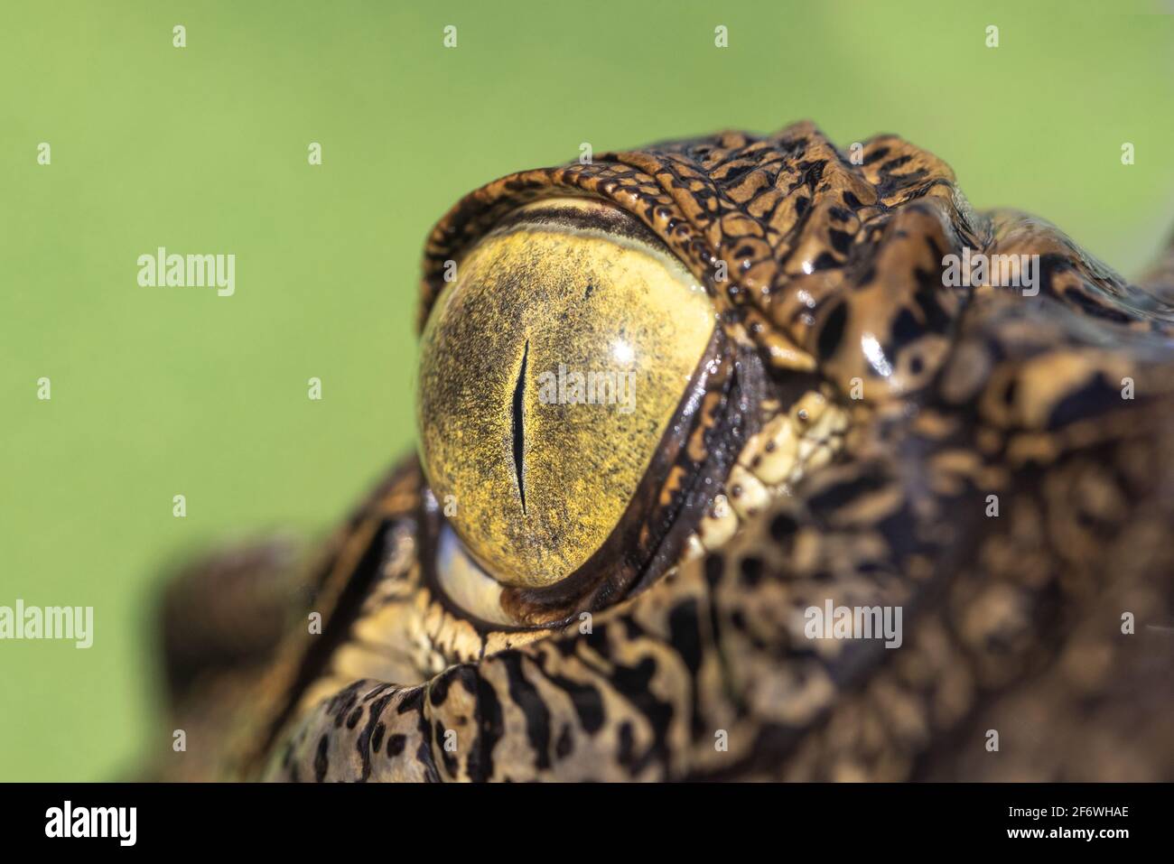 Eye of a Salt Water Crocodile Stock Photo - Alamy