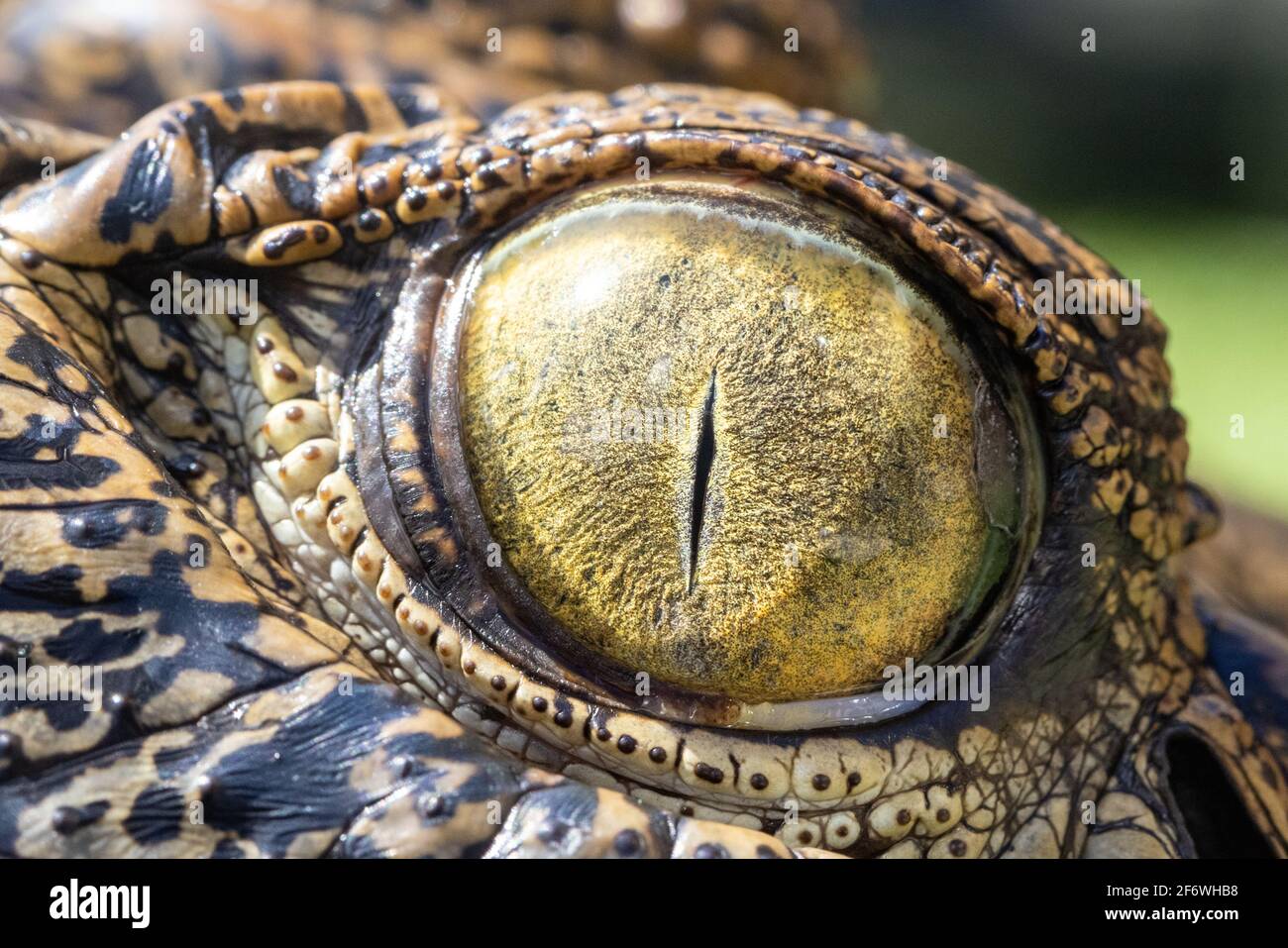 Eye of a Salt Water Crocodile Stock Photo - Alamy
