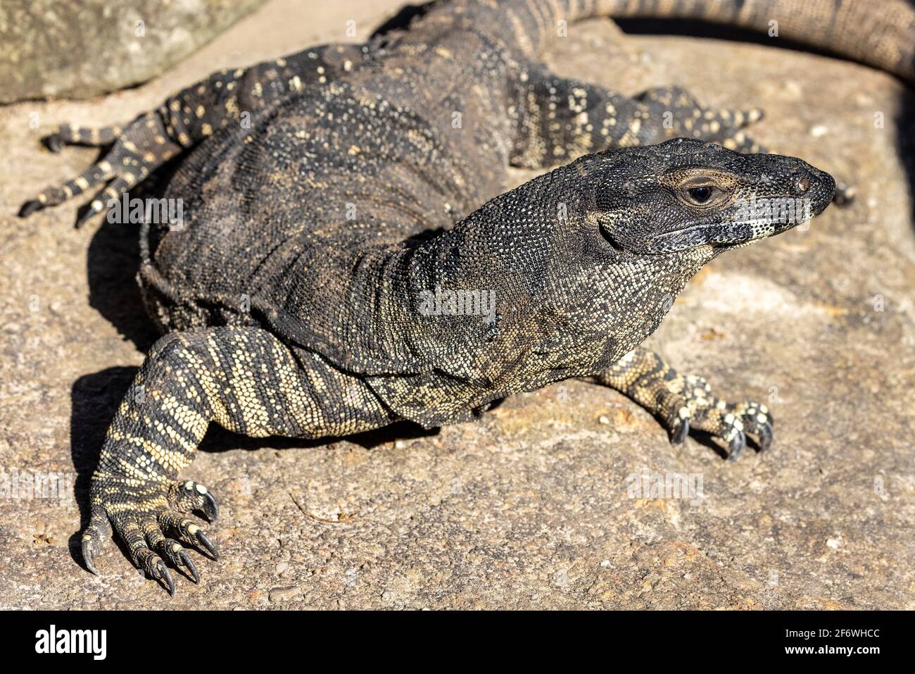 Lace Monitor basking on rock Stock Photo - Alamy