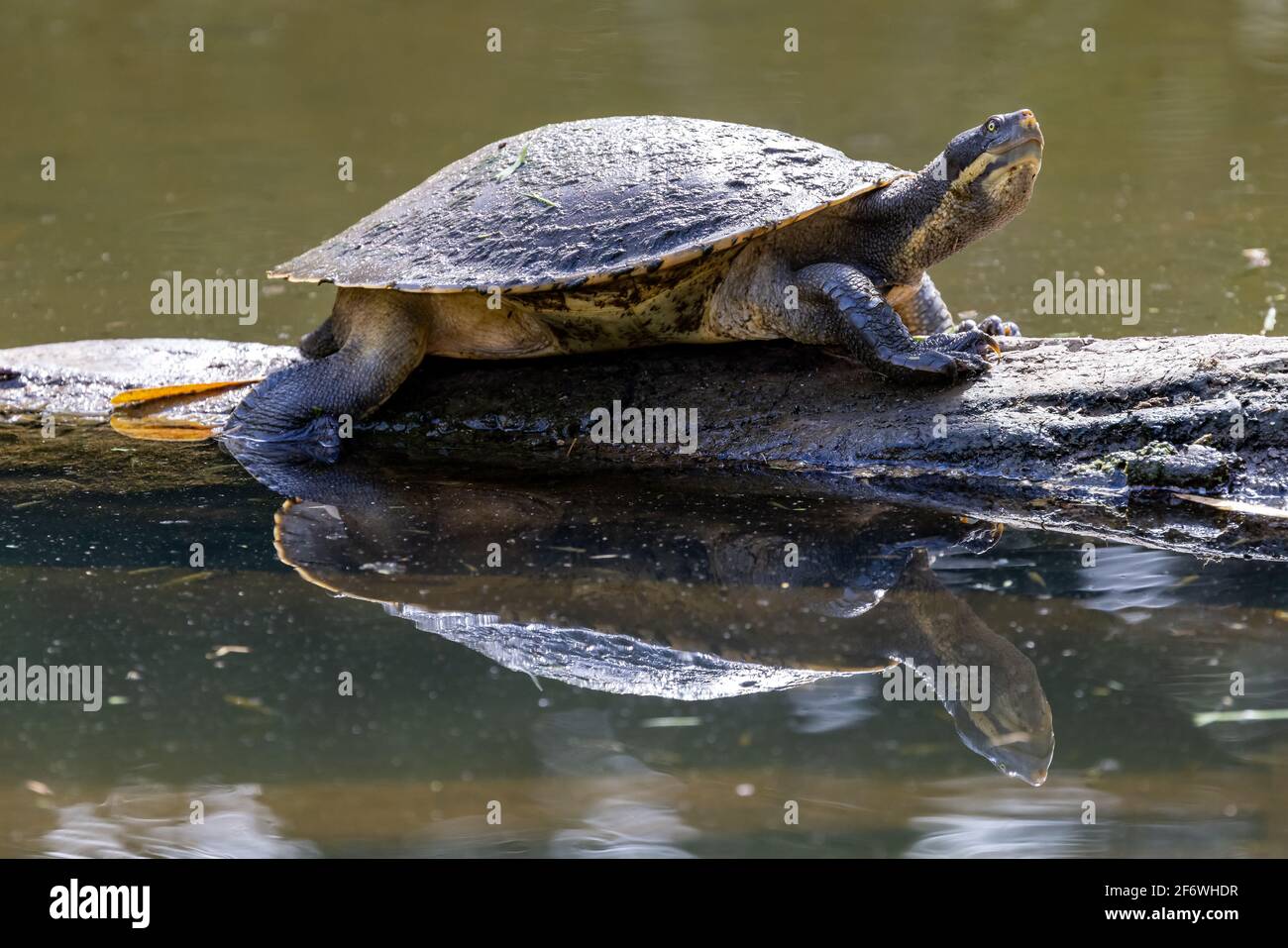 Murray River Turtle basking on log Stock Photo - Alamy
