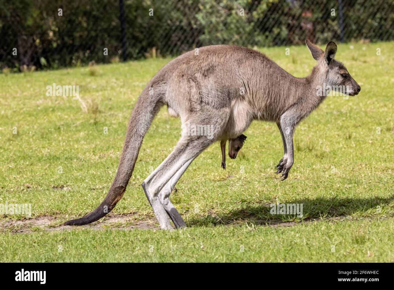 Eastern Grey Kangaroo hopping with joey in pouch Stock Photo - Alamy