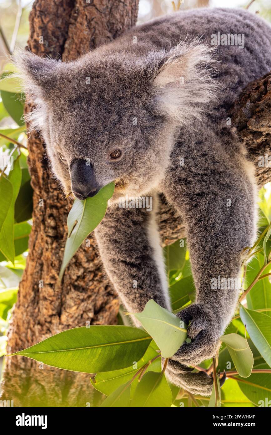 Koala feeding hi-res stock photography and images - Alamy