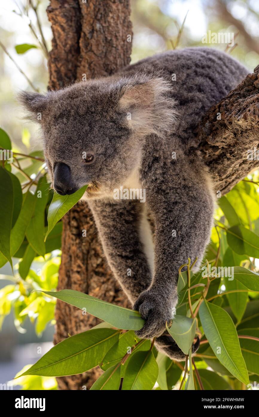 Koala feeding on gum leaves Stock Photo - Alamy