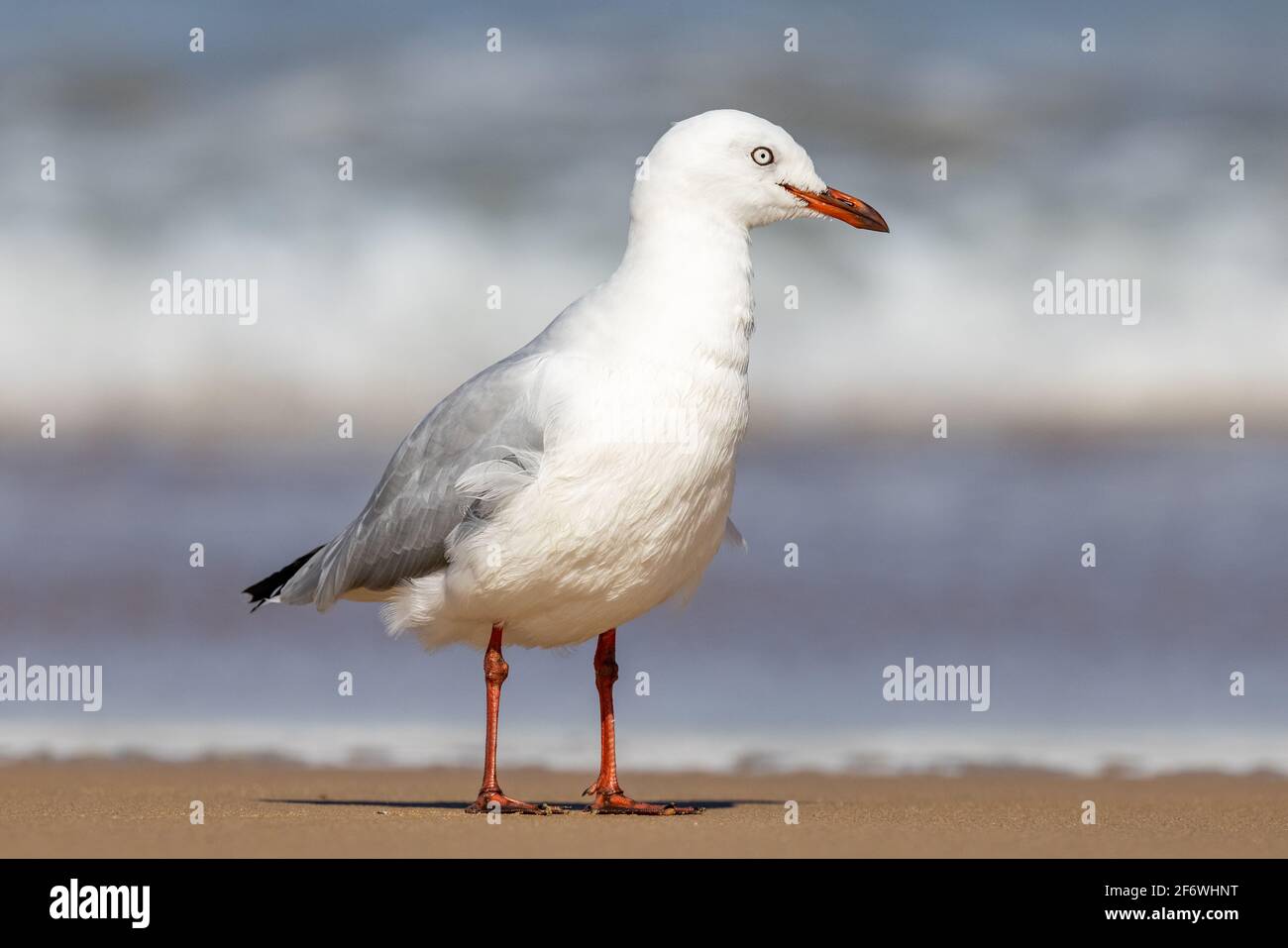 Silver Gull on sandy beach Stock Photo - Alamy