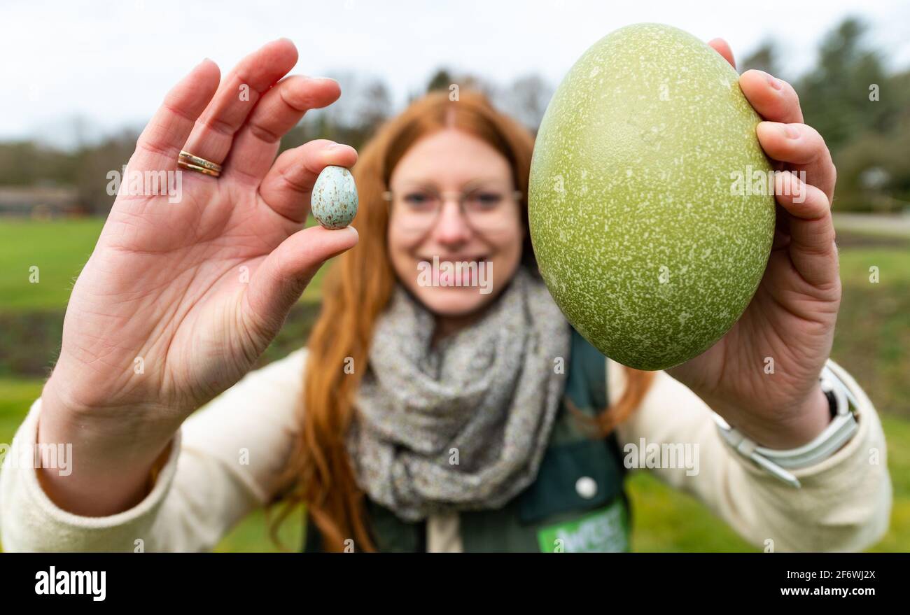 Magpie egg hi-res stock photography and images - Alamy