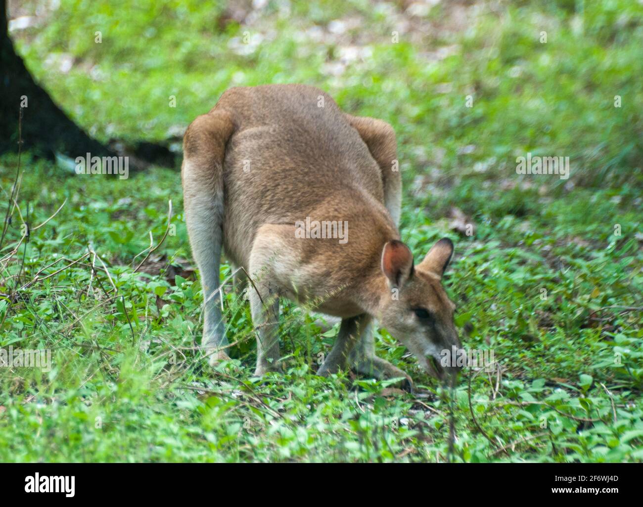 Antilopine wallaroo (red kangaroo) near Wangi Falls at Litchfield ...