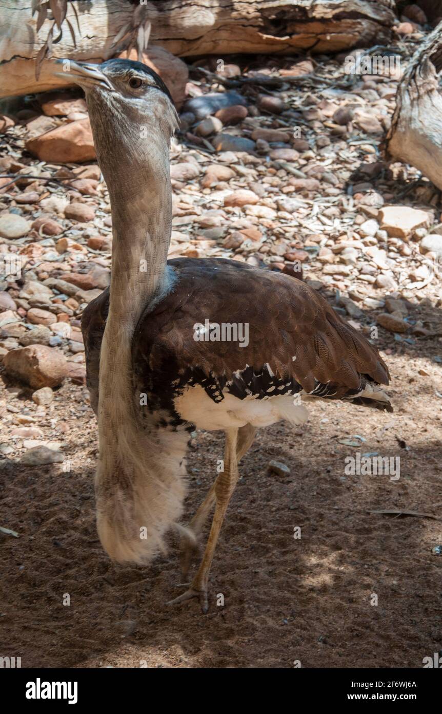 Australian Desert Wildlife High Resolution Stock Photography and Images ...