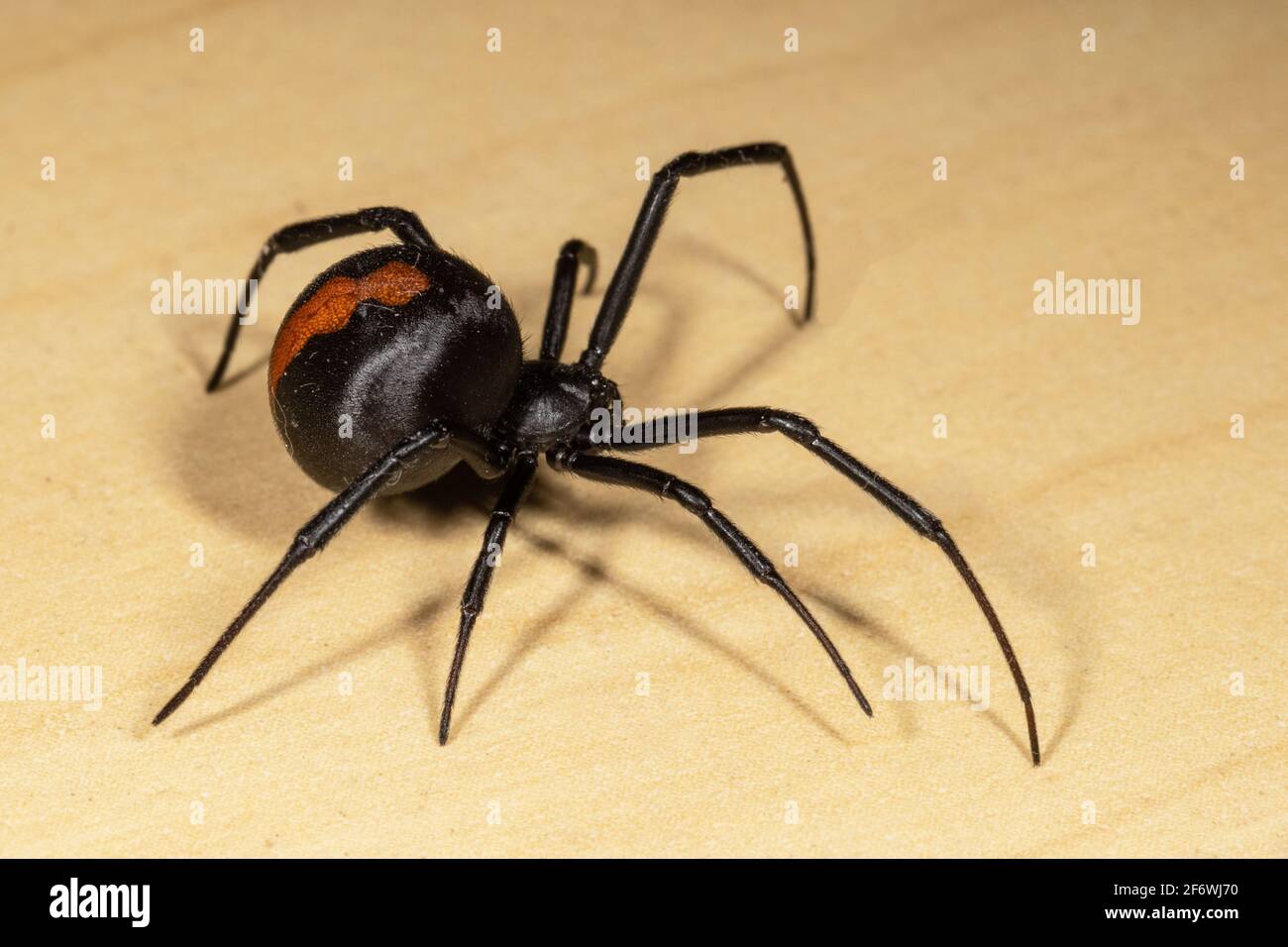 Redback spider hi-res stock photography and images - Alamy