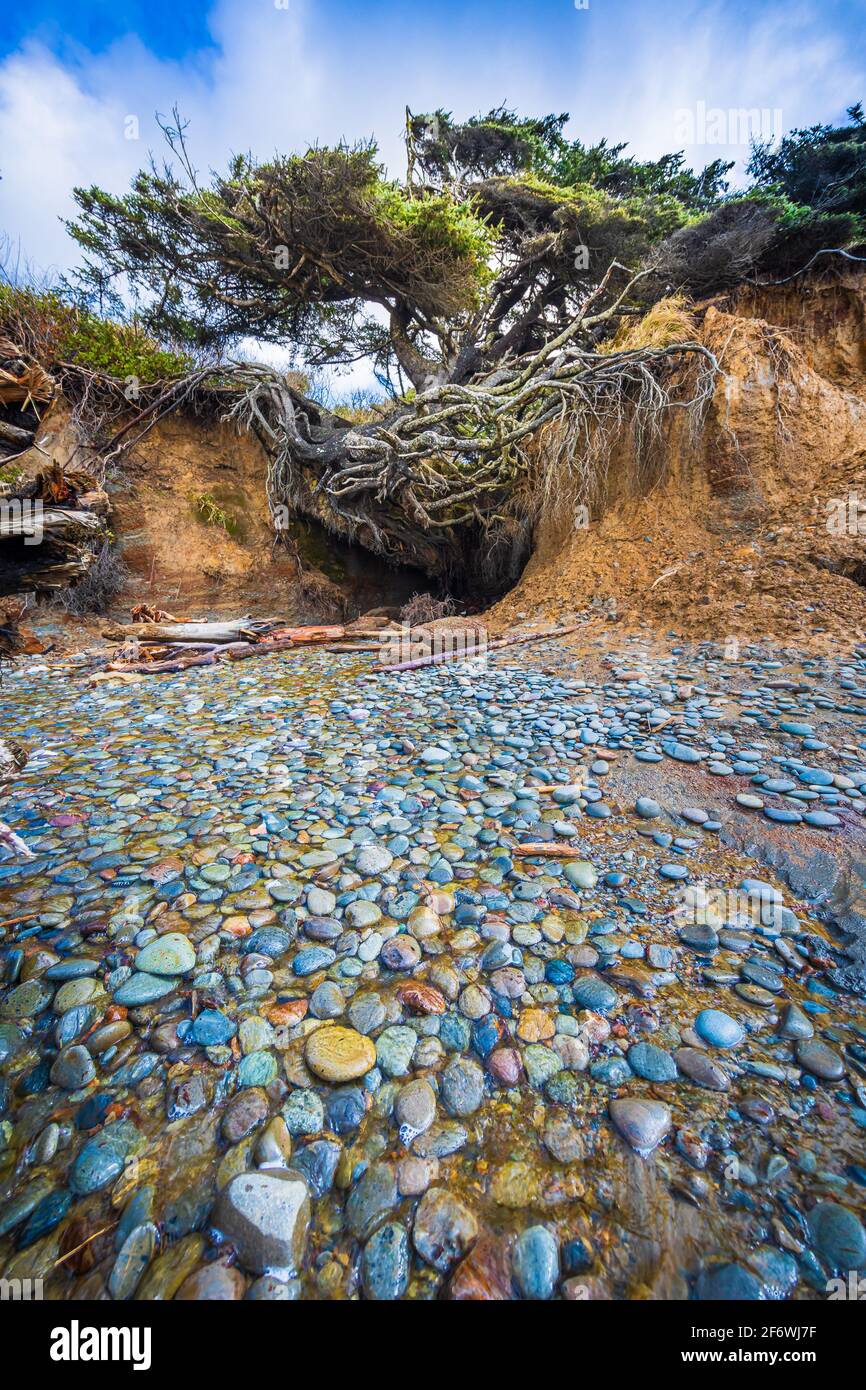 Tree of Life (aka Tree Root Cave) Some people call it the Tree of Life ...