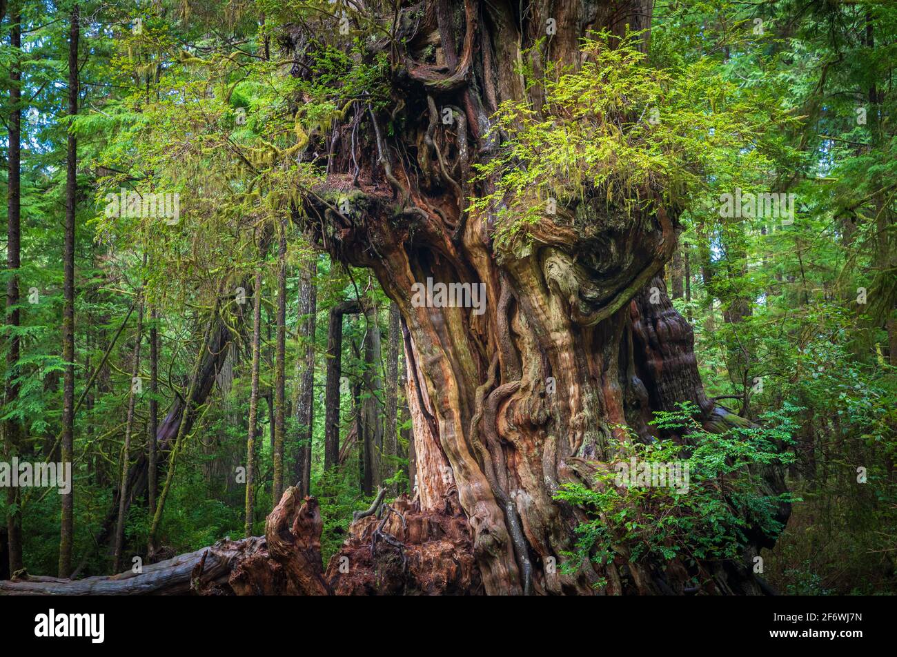 Large mossy tree branches hi-res stock photography and images - Alamy