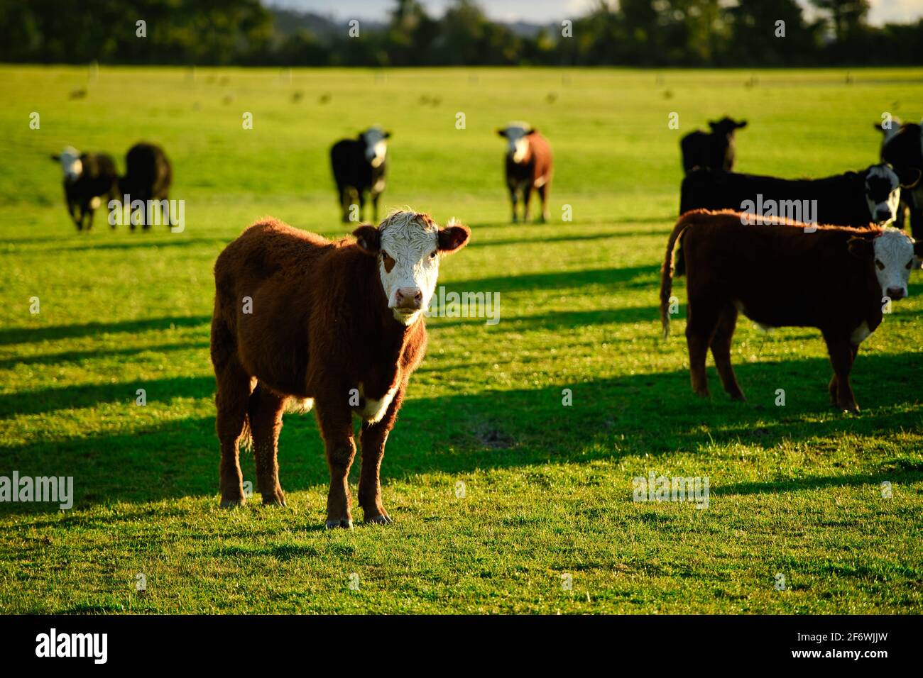Hereford cattle spring hi-res stock photography and images - Alamy