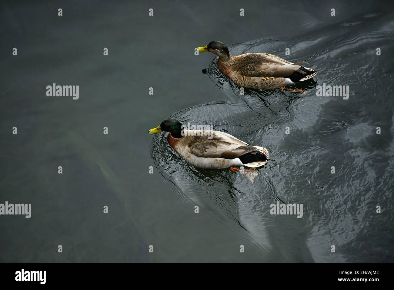 Two ducks are swimming in the water, the view from above, the dark ...