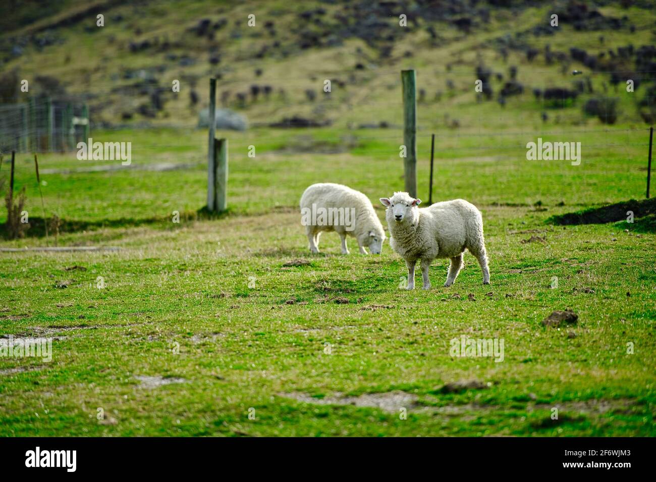 Fat sheep hi-res stock photography and images - Alamy