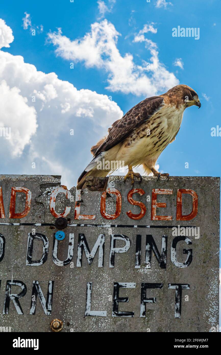 Red Tail Hawk Stock Photo - Alamy