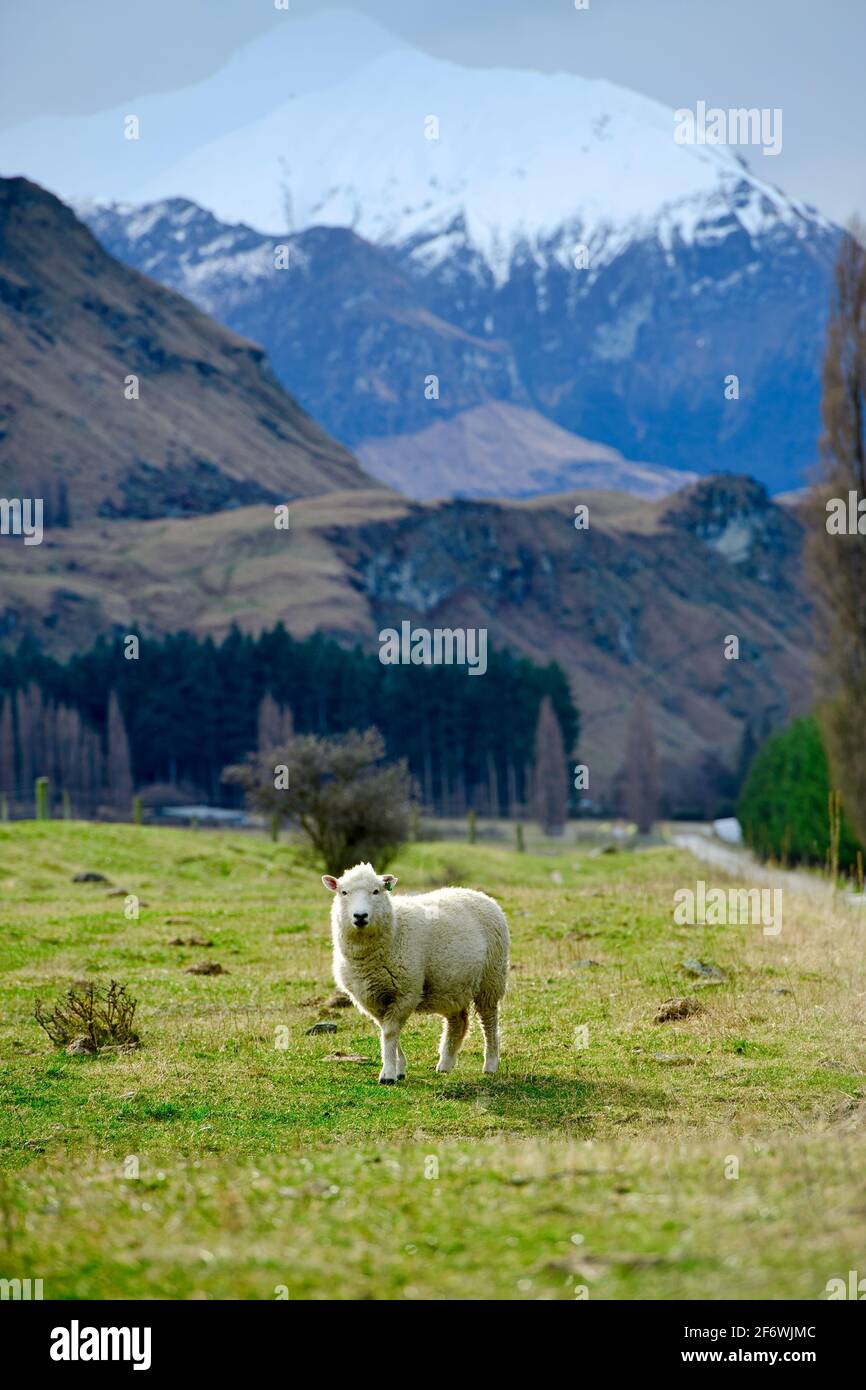 Fat sheep hi-res stock photography and images - Alamy