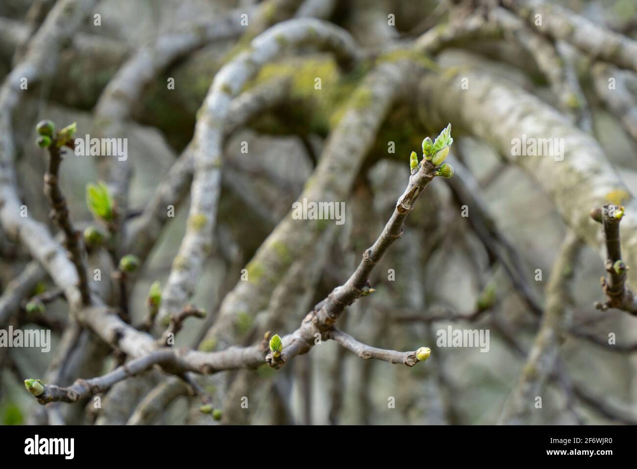 Jerusalem fig tree hi-res stock photography and images - Alamy