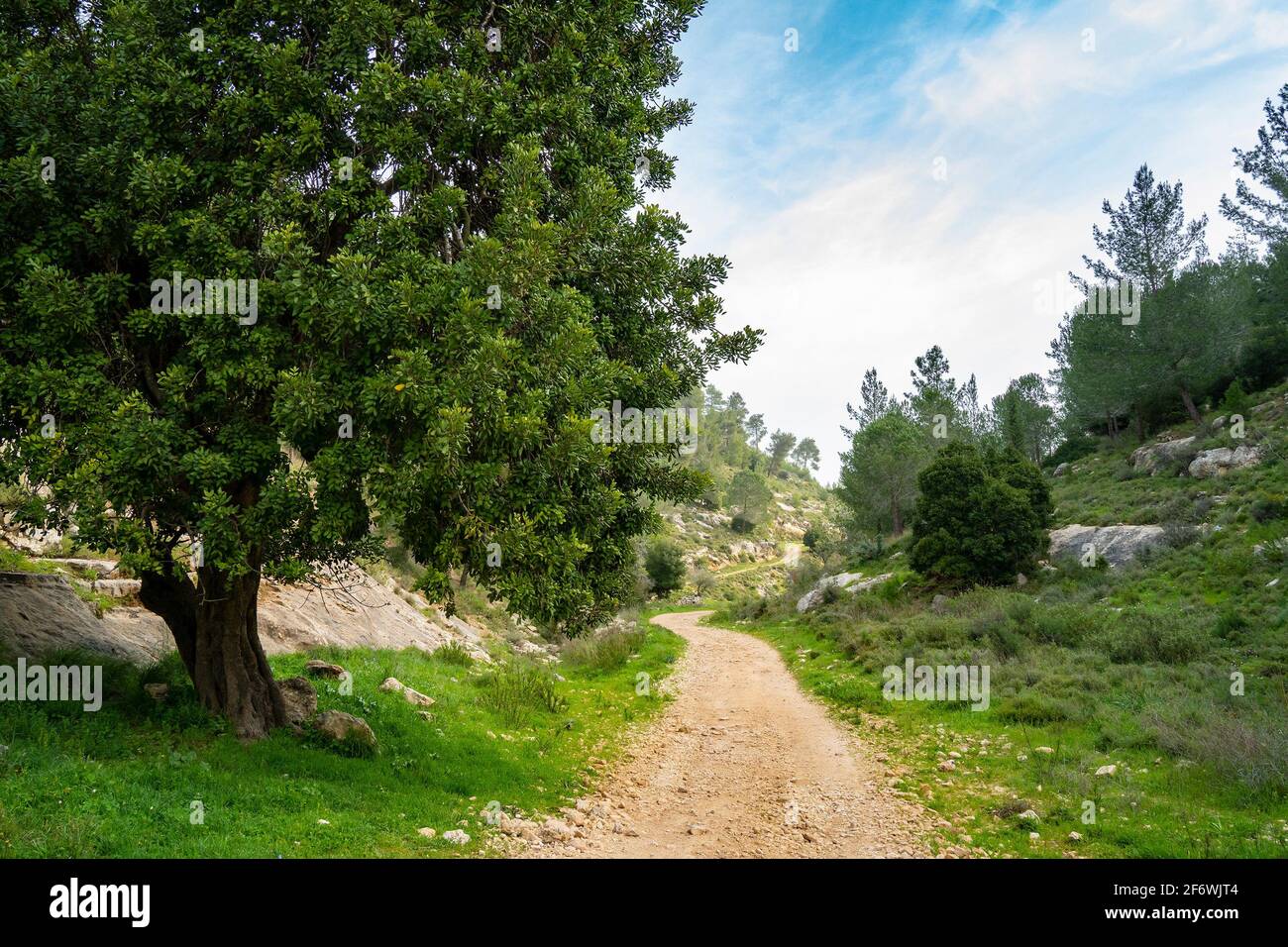 An old carob tree near a forest path in the Judea mountains near ...