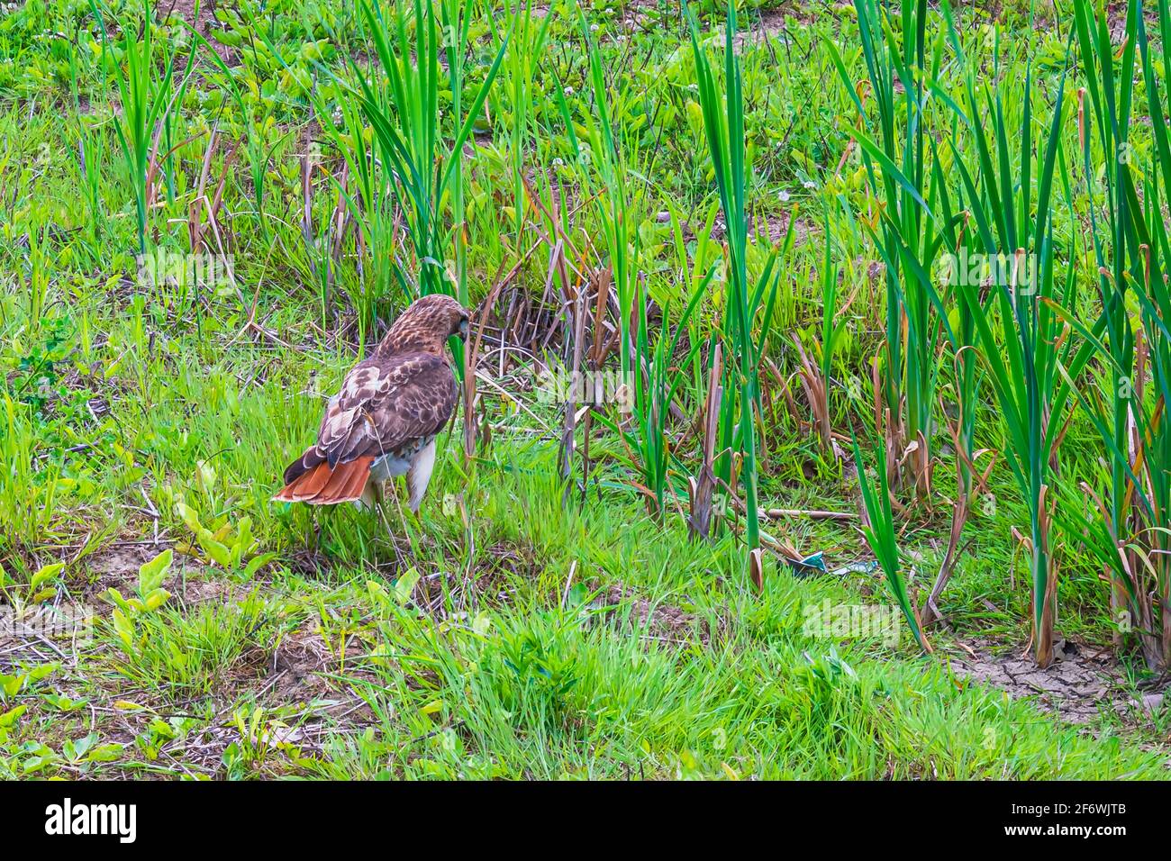Animal hawk hi-res stock photography and images - Alamy