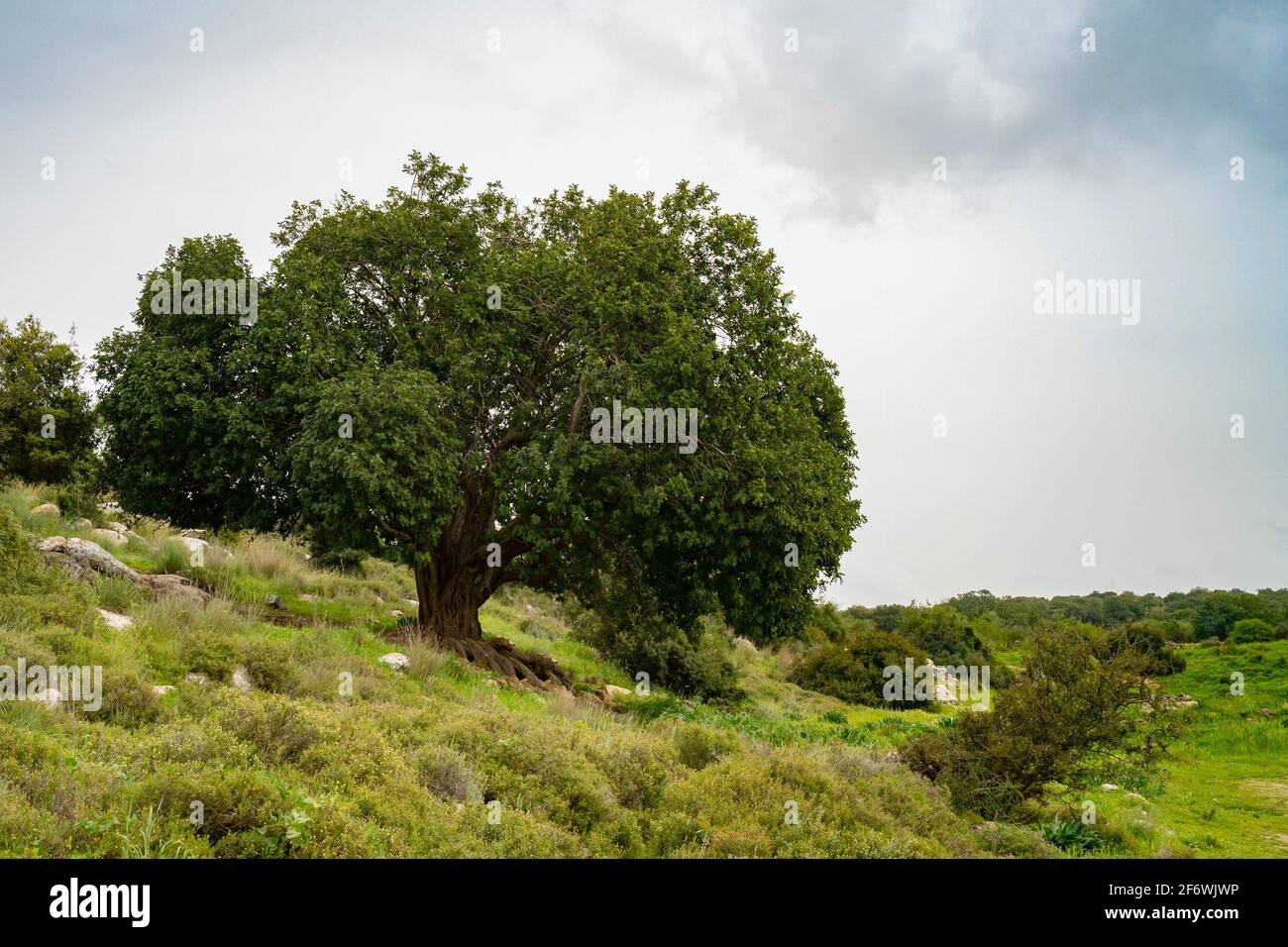 Landscape of a carob tree hi-res stock photography and images - Alamy