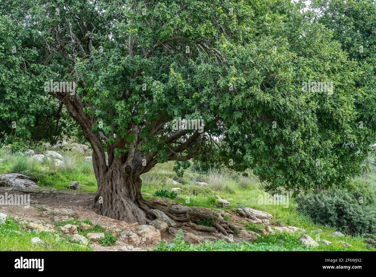 Adullam hi-res stock photography and images - Alamy