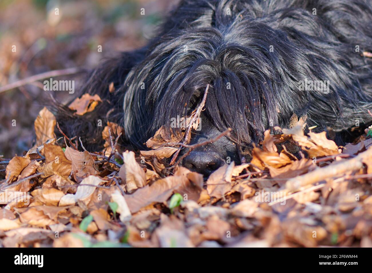 Bergamo shepherd dog hi-res stock photography and images - Alamy