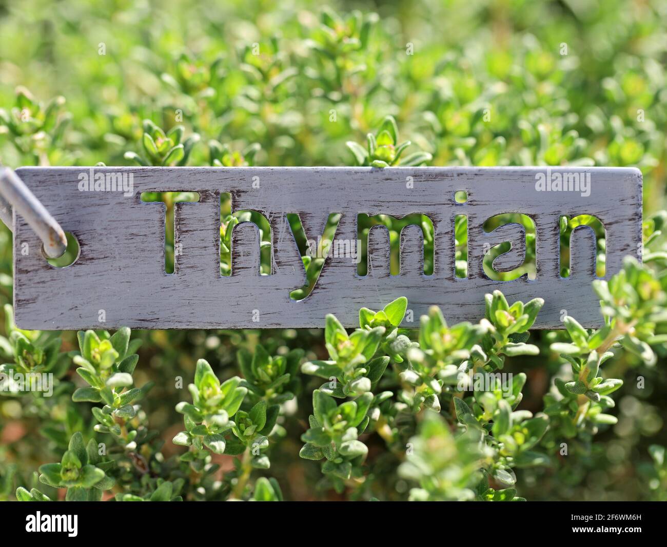Fresh thyme background with metal sign and the german word Tymian Stock ...