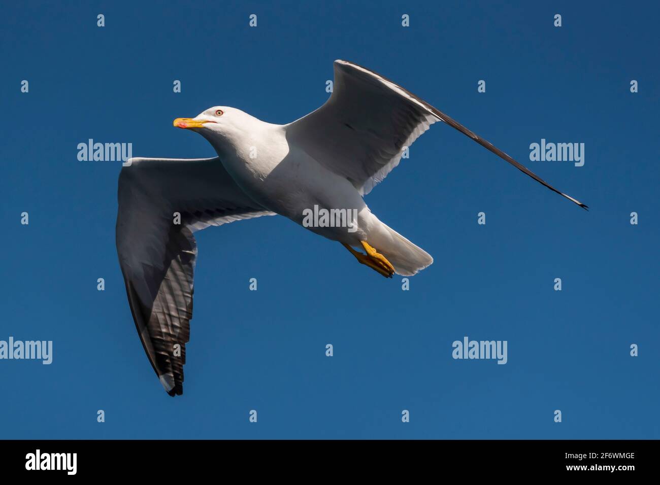 Lesser black-backed gull (Larus fuscus), in flight, Bergen, Norway ...