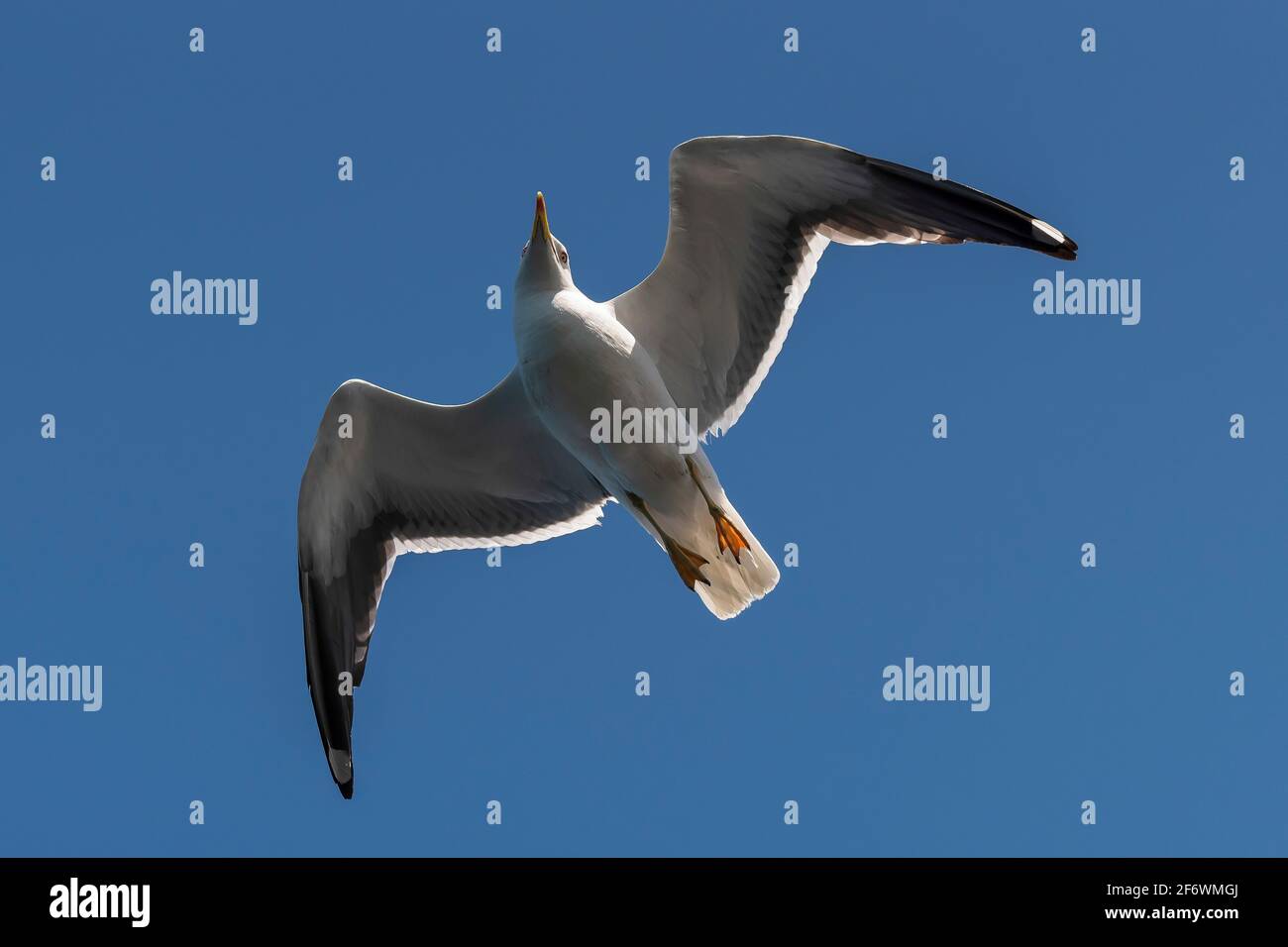 Lesser black-backed gull (Larus fuscus), in flight, Bergen, Norway ...