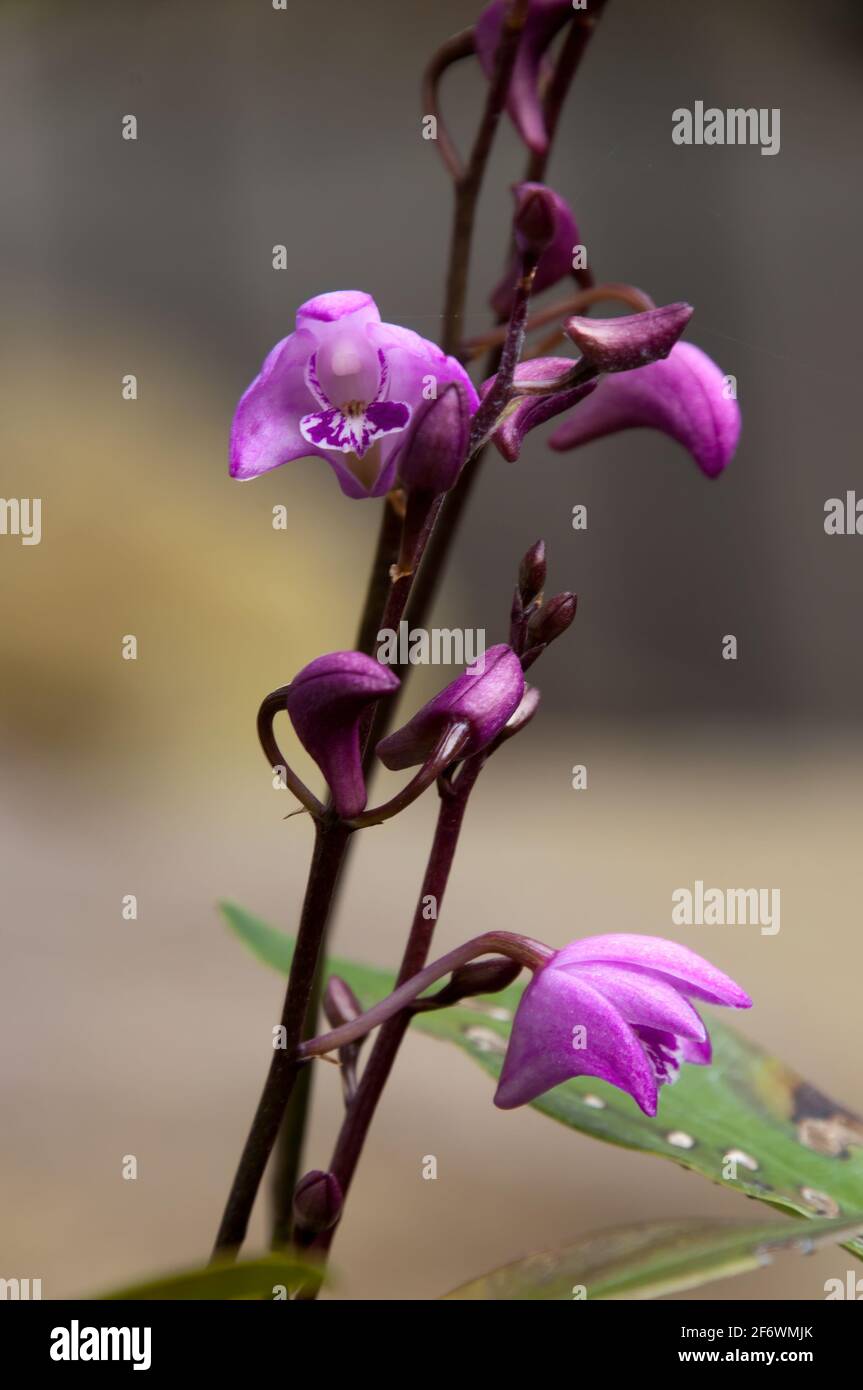 Sydney Australia, dendrobium kingianum or pink rock orchid grows on ...