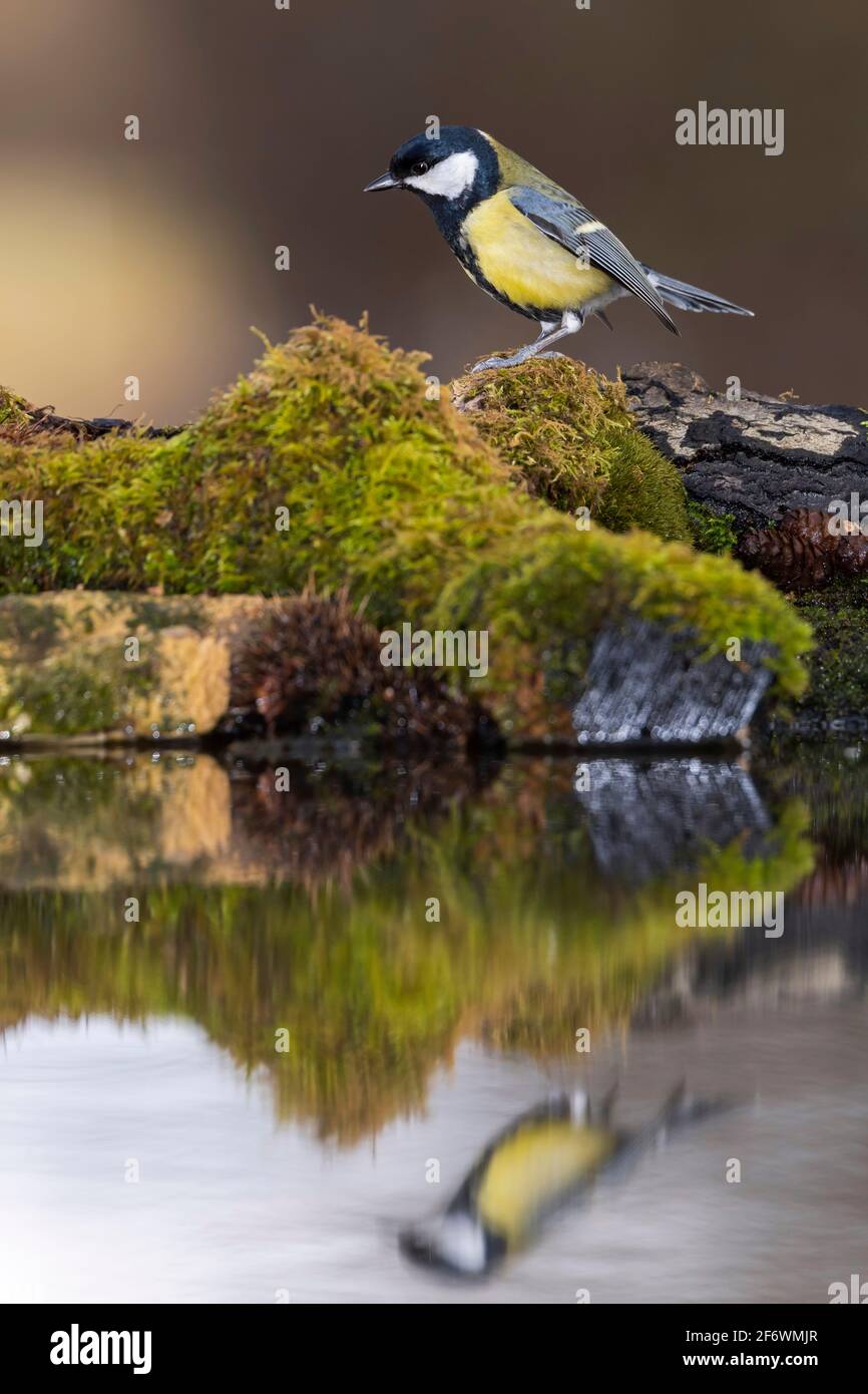 Male great tit (Parus major) reflected in water, Dorset, U.K Stock ...