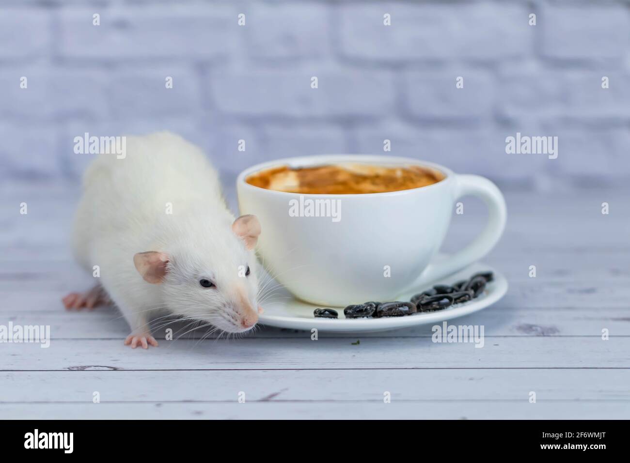 A cute and funny little white decorative rat sits next to a coffee cup ...