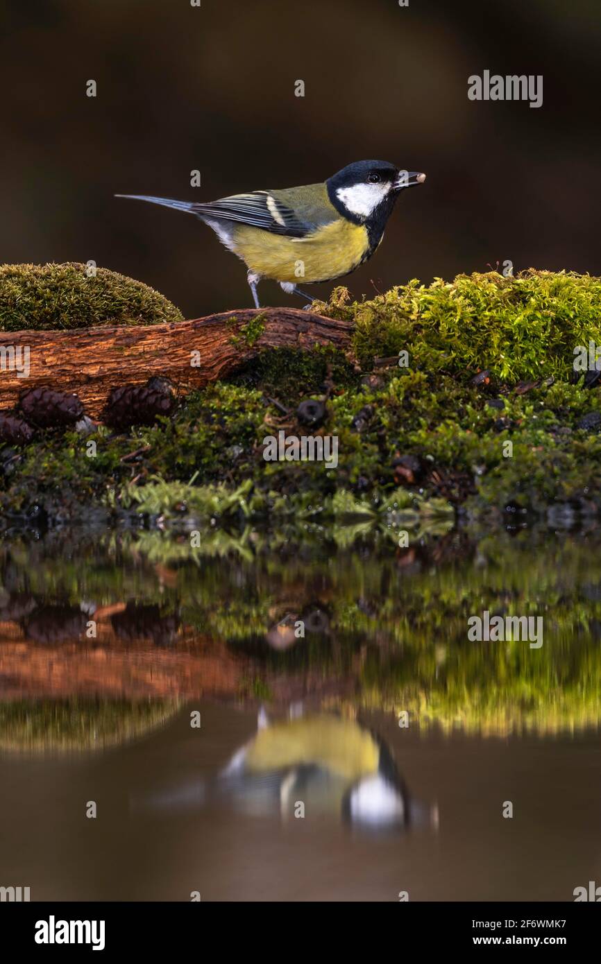 Female great tit (Parus major) with a nut in it's beak reflected in ...