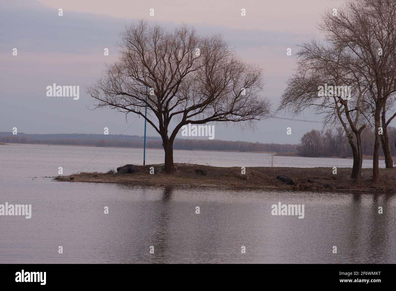 A tree without leaves near the water Stock Photo - Alamy